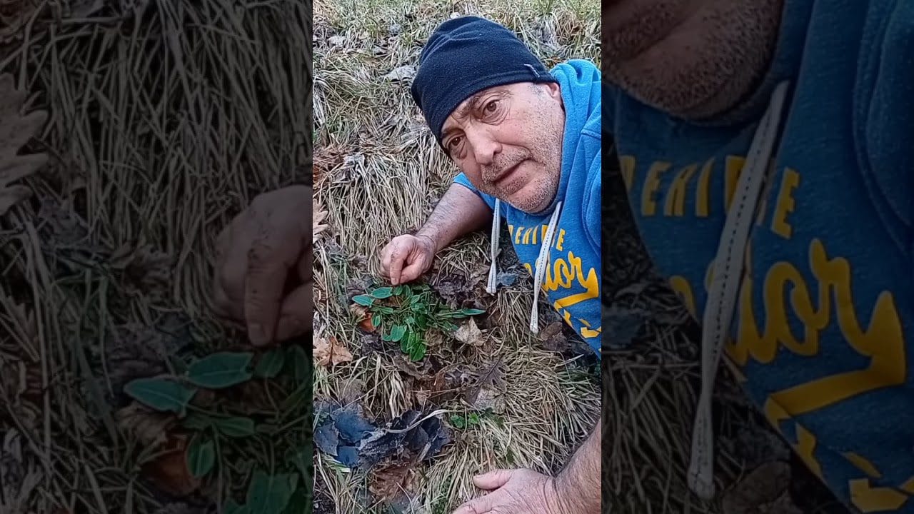 Conoce Acedera: Beneficios, Usos y Propiedades de Esta Planta Medicinal ...